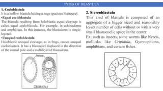 STUDY OF CLEAVAGE BLASTULA, GASTRULA.pptx | Geography | Science