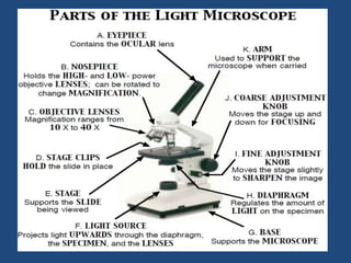 Study of compound microscope | PPT