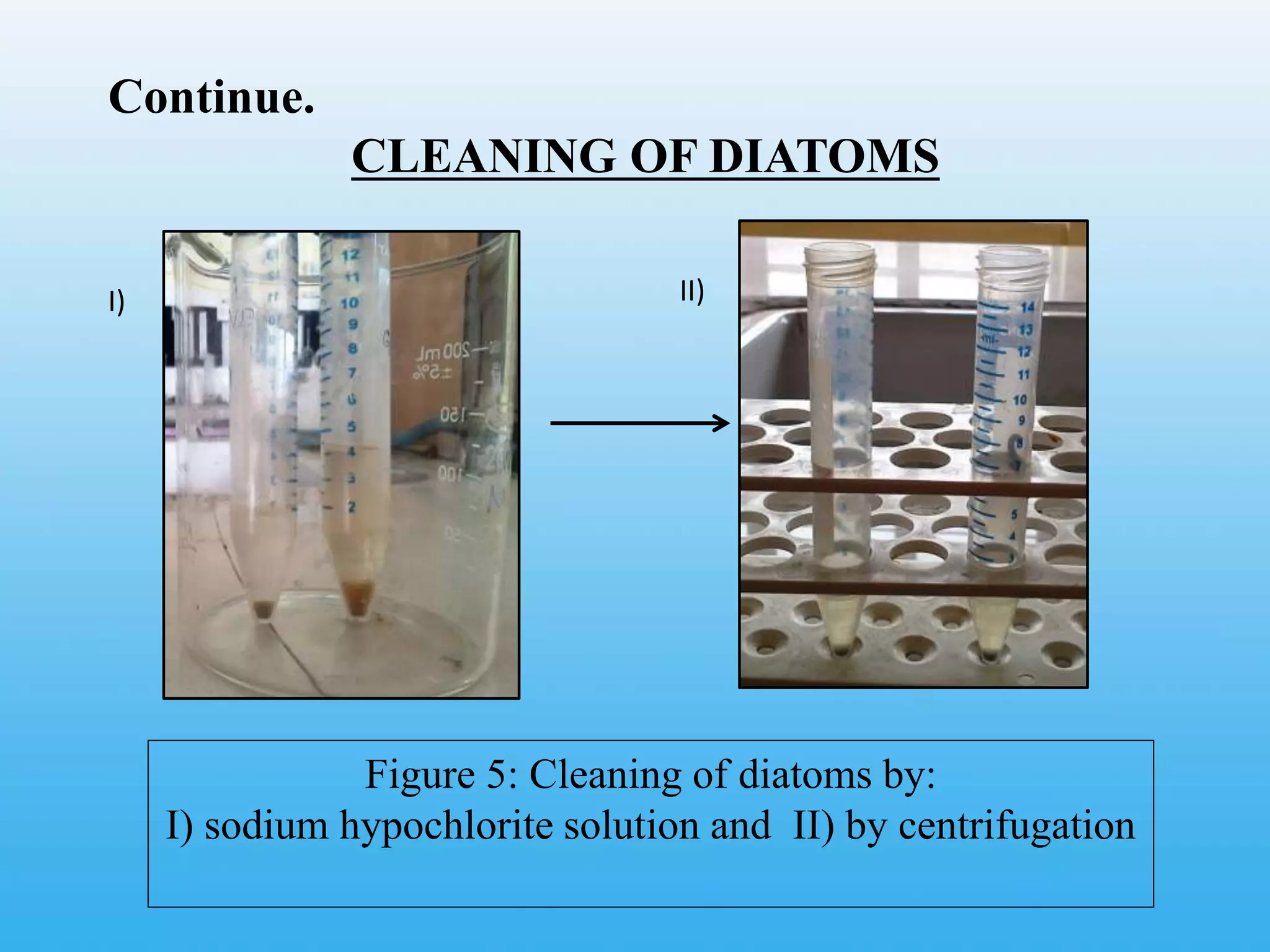 Study of diatoms | PPTX