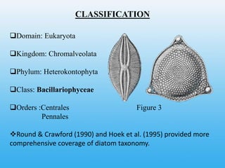 Study of diatoms | PPTX