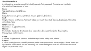 Study of diff families if angiosperms | PPTX