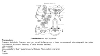Study of diff families if angiosperms | PPTX