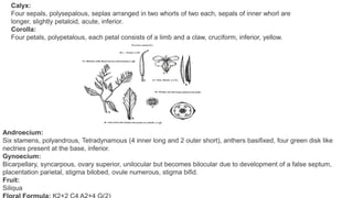 Study of diff families if angiosperms | PPTX