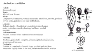 Study of diff families if angiosperms | PPTX