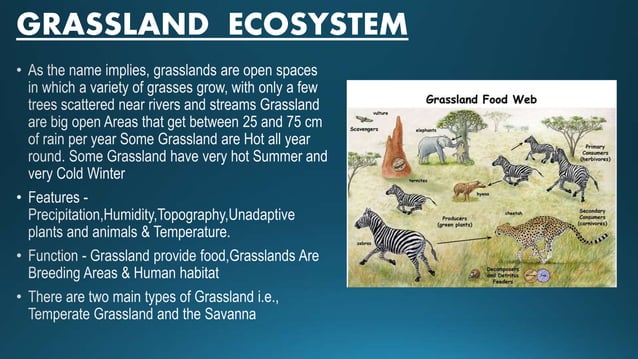 Study of ecosystem | PPT