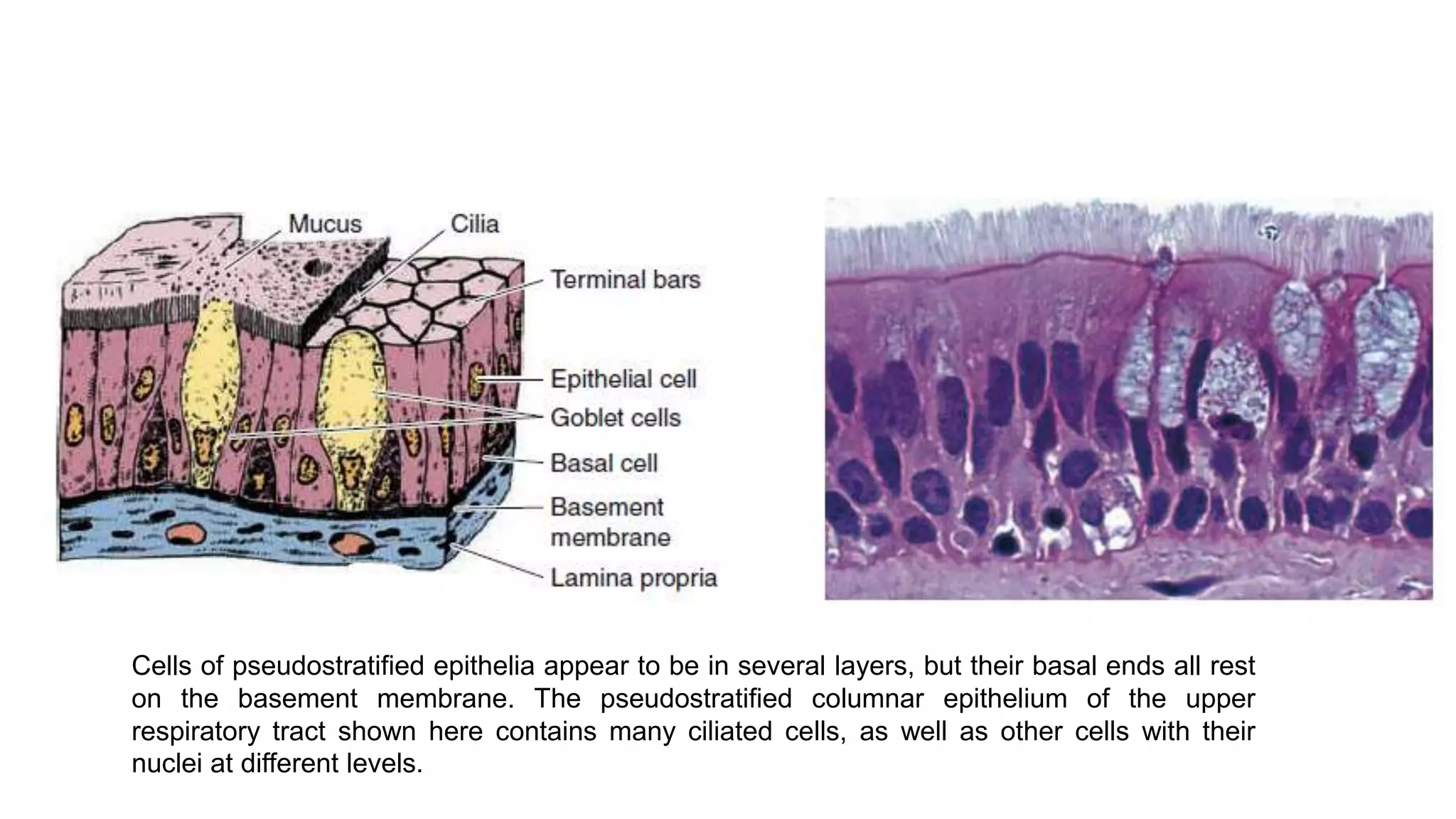 study of epithelium.pptx