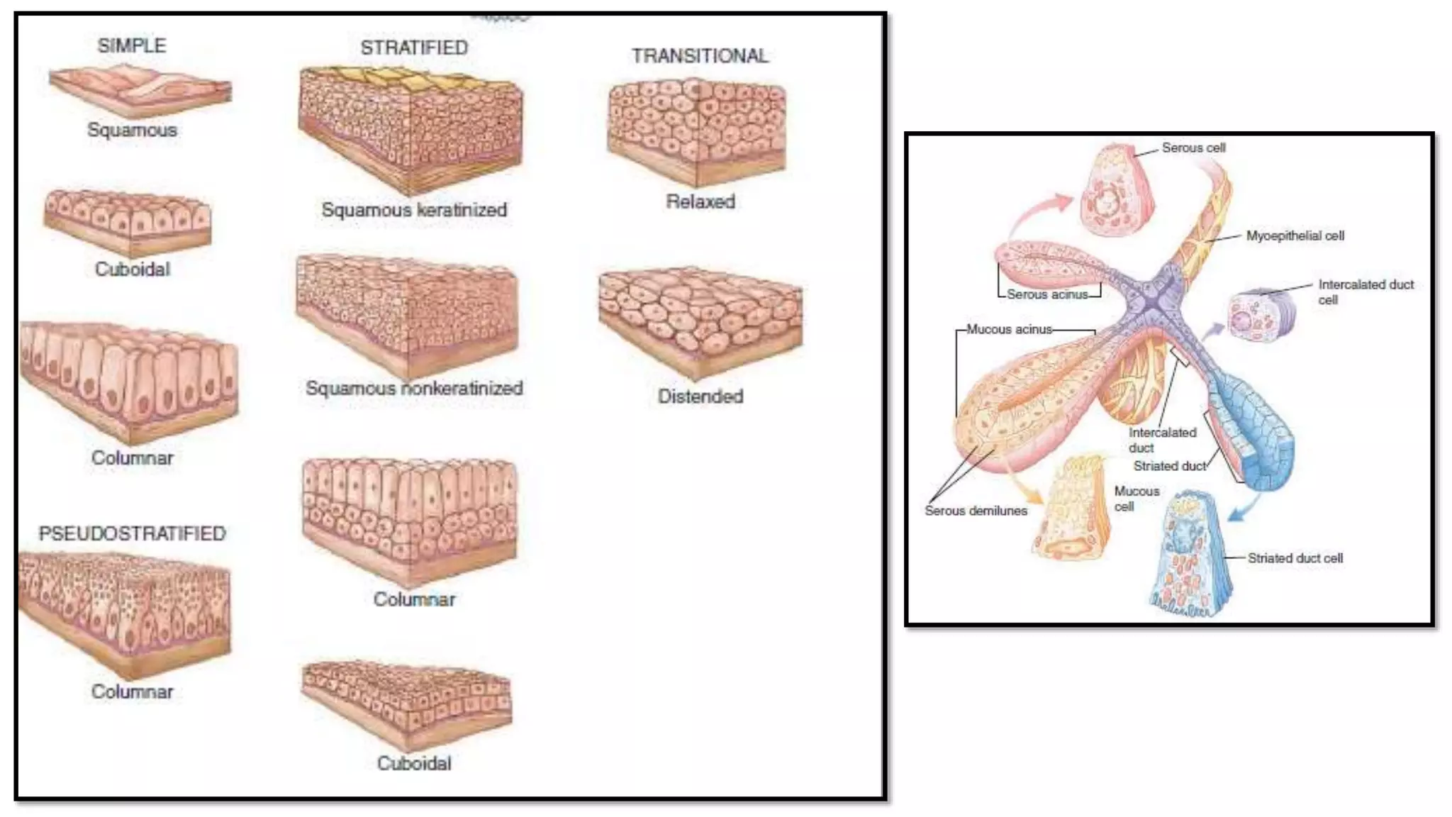 study of epithelium.pptx