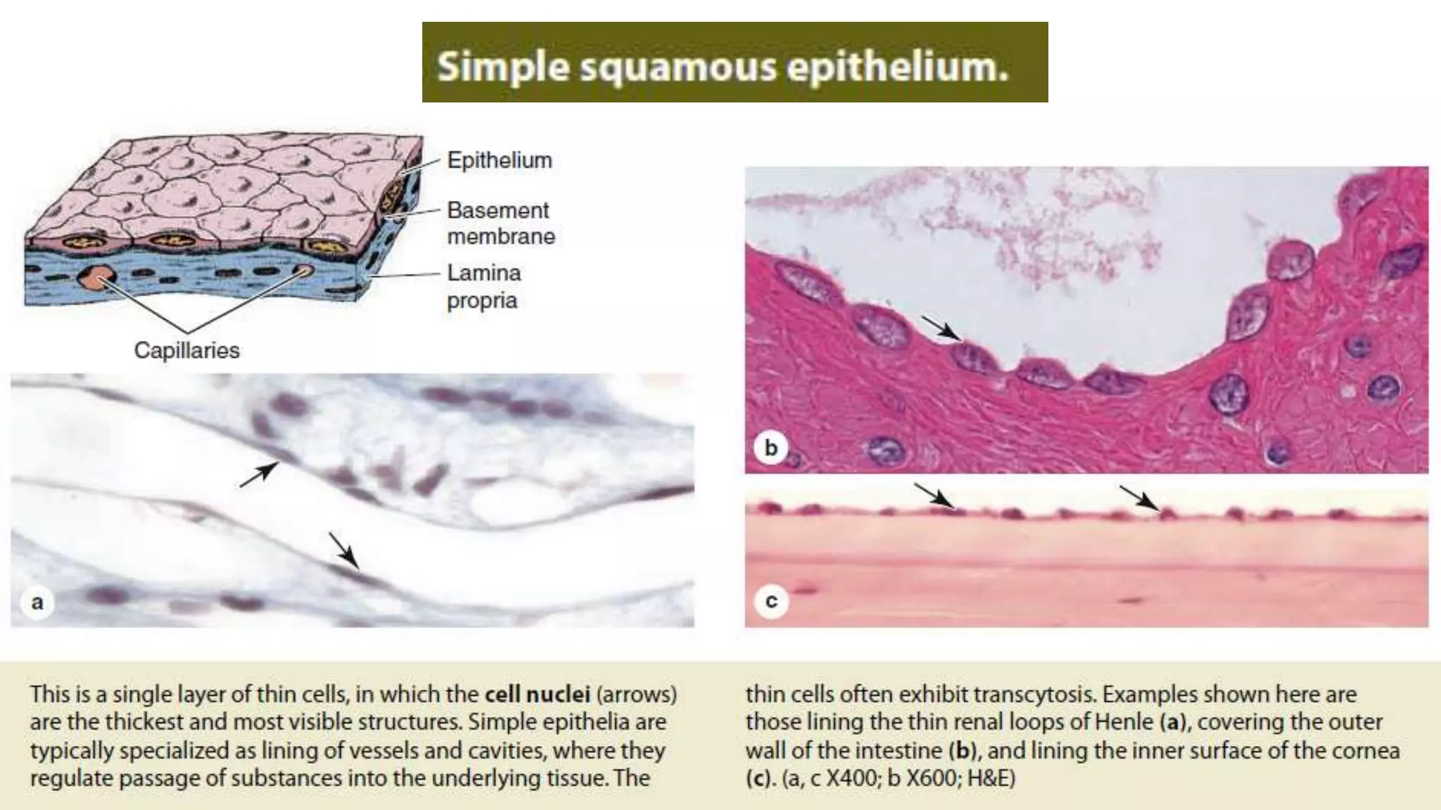 study of epithelium.pptx