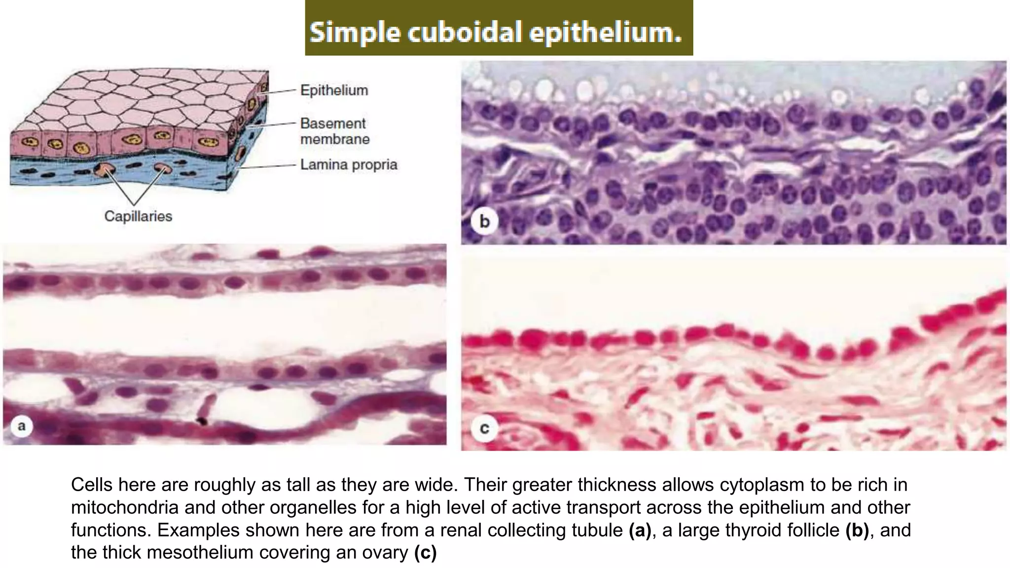 study of epithelium.pptx