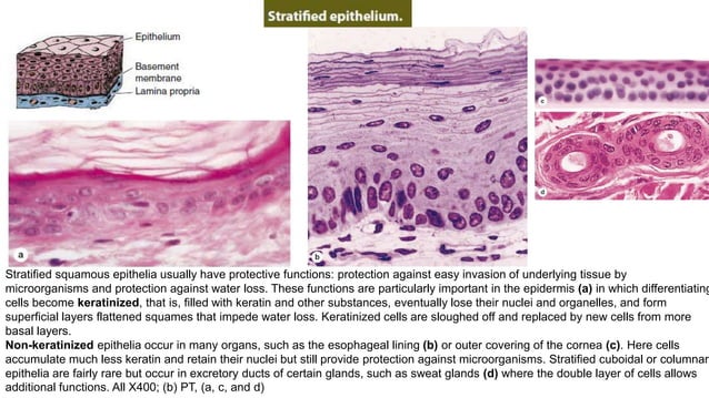 study of epithelium.pptx