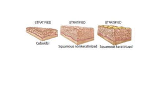 study of epithelium.pptx