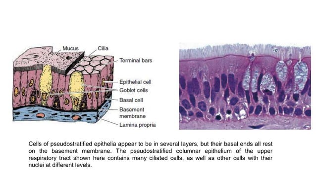 study of epithelium.pptx