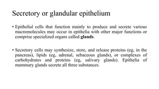 study of epithelium.pptx