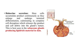 study of epithelium.pptx
