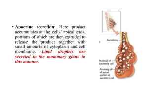study of epithelium.pptx