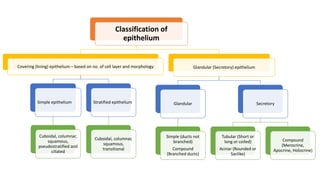study of epithelium.pptx