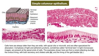 study of epithelium.pptx