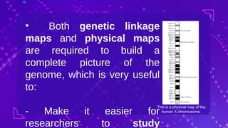 Study of Human Genome .LO.7.pptx. uncompleted Presentation done by a ...