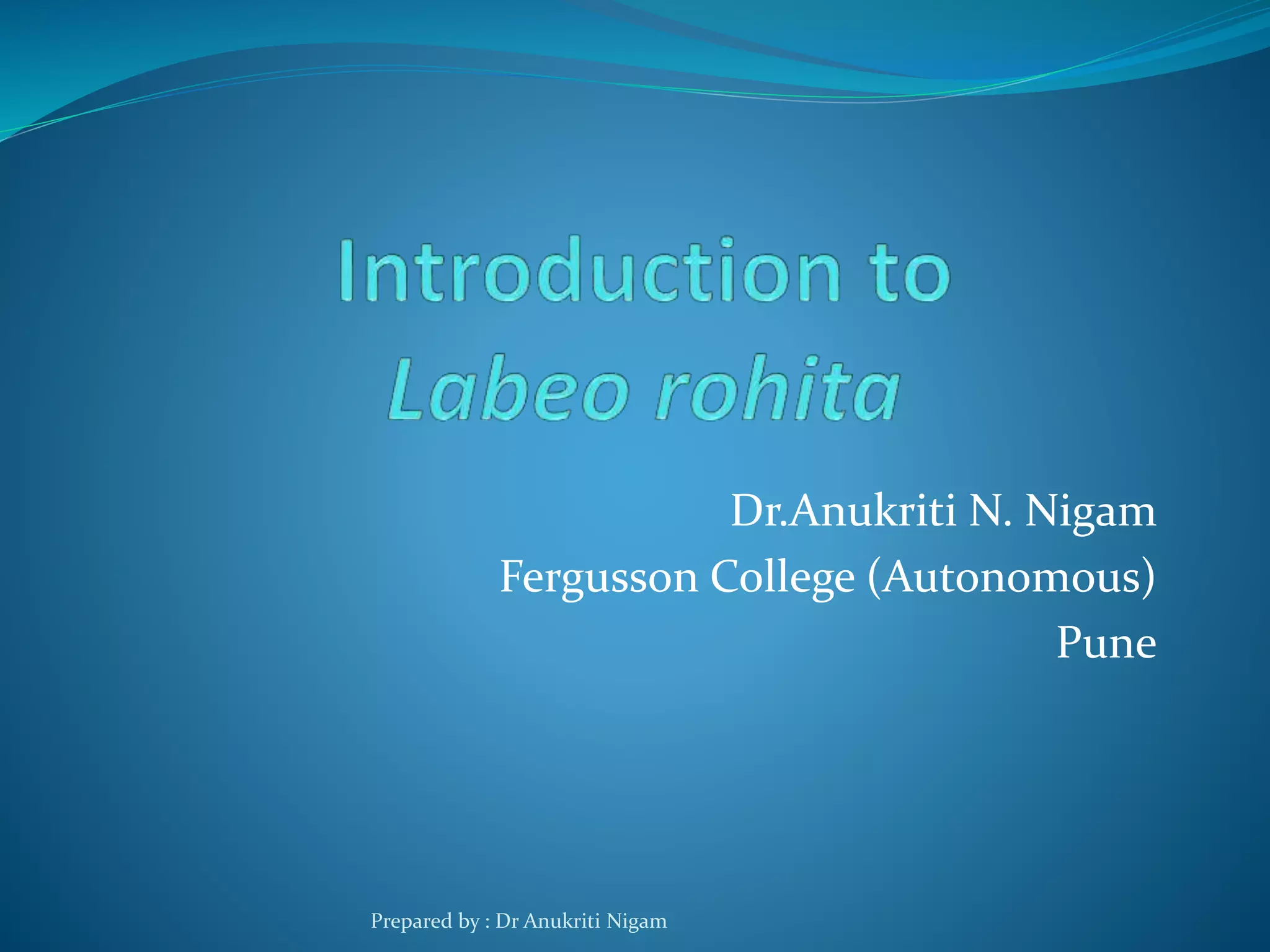 Introduction to Labeo rohita | PPTX