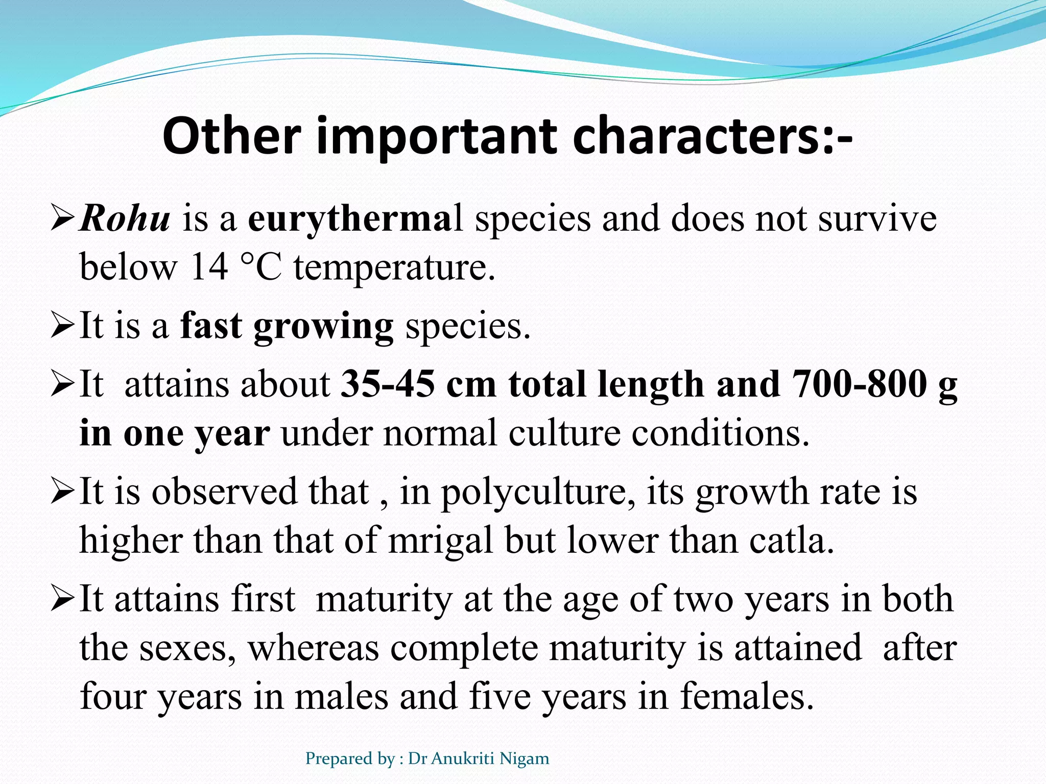 Introduction to Labeo rohita | PPTX