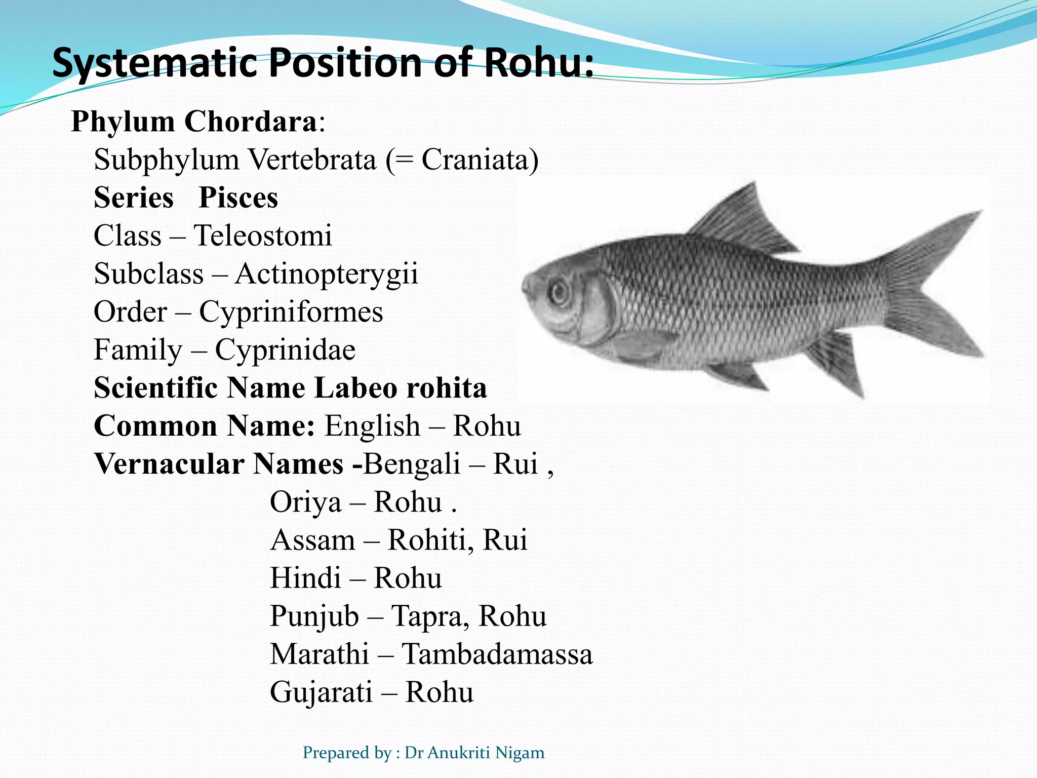 Introduction to Labeo rohita | PPTX