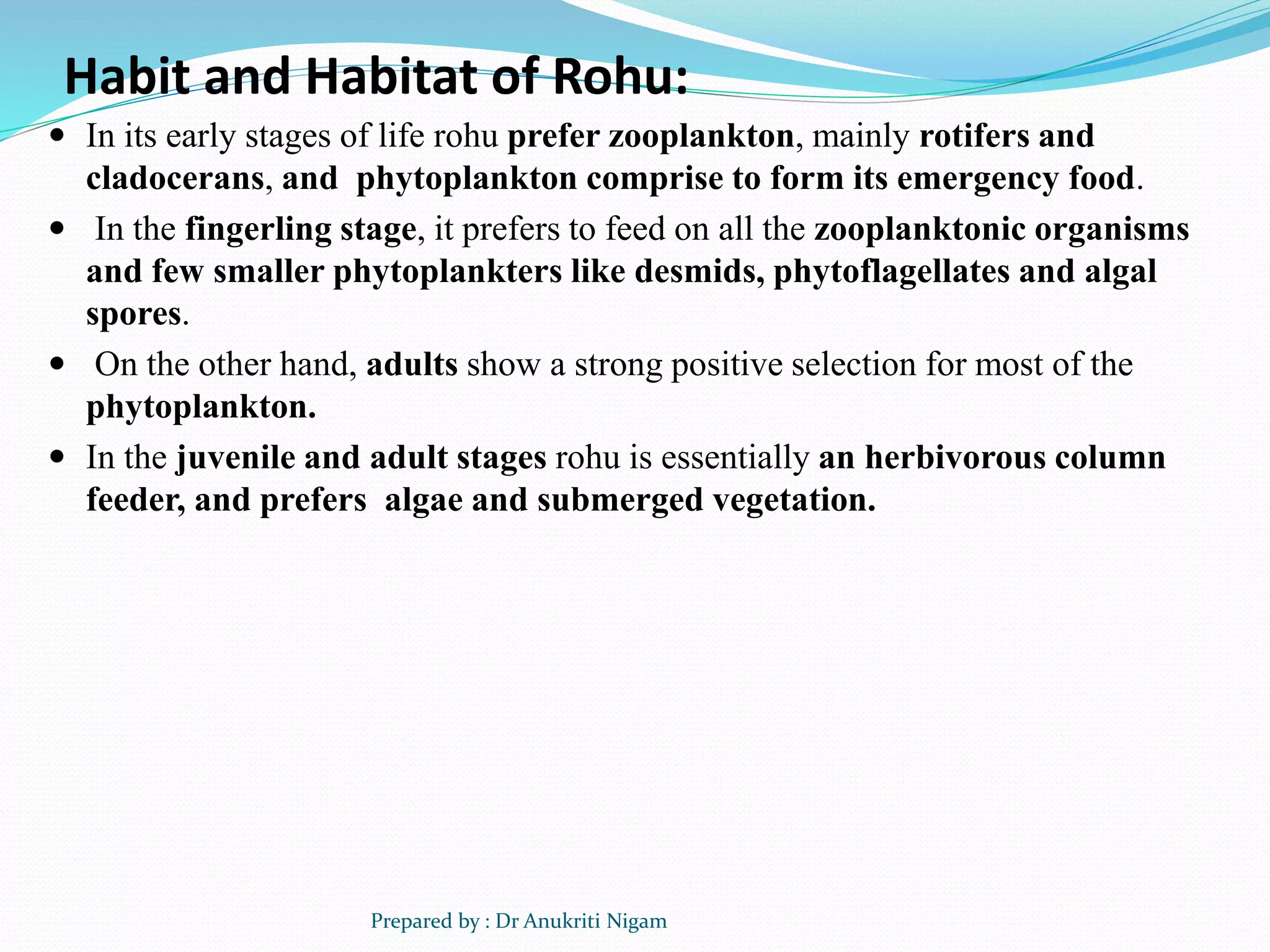 Introduction to Labeo rohita | PPTX