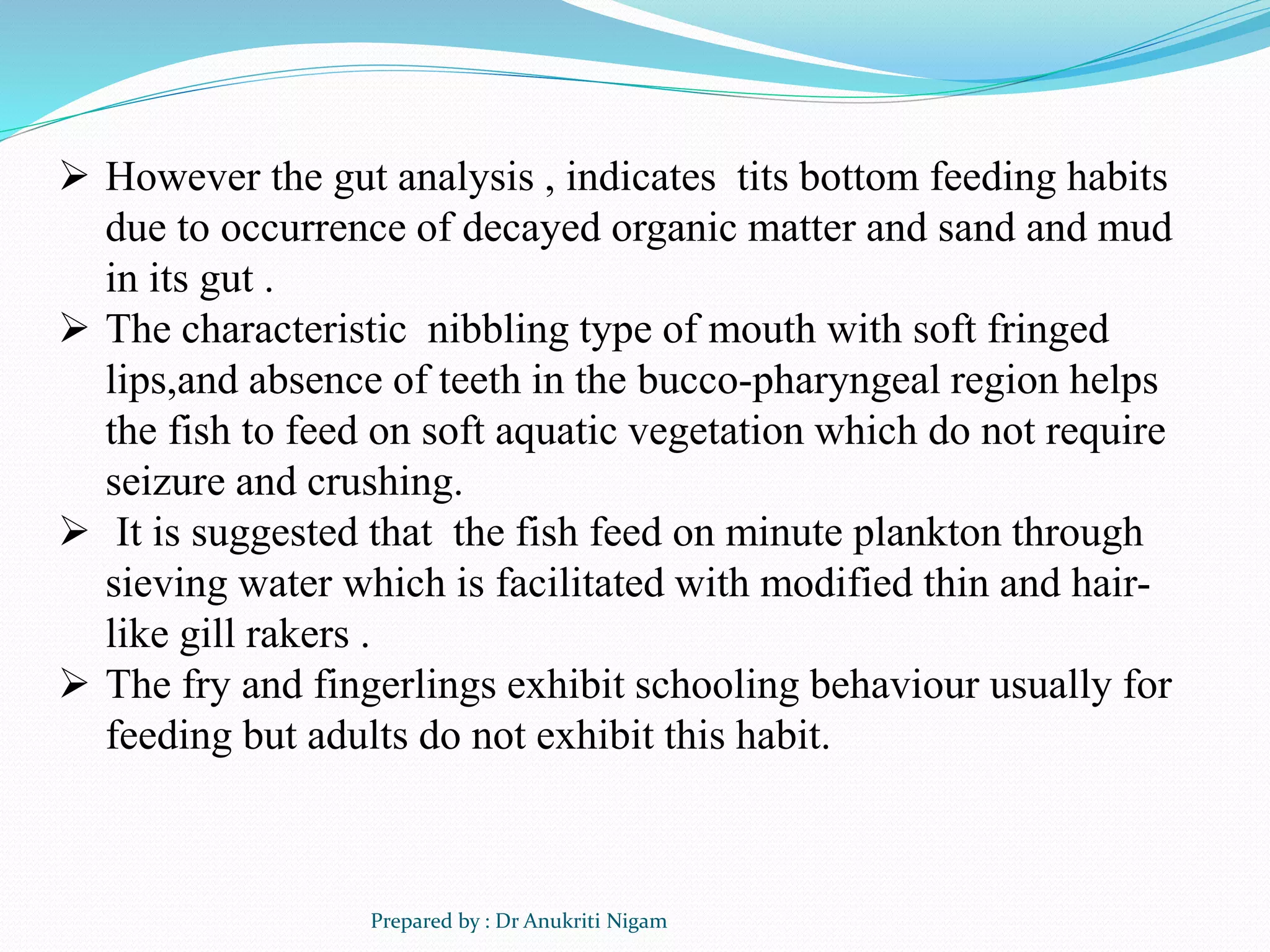 Introduction to Labeo rohita | PPTX