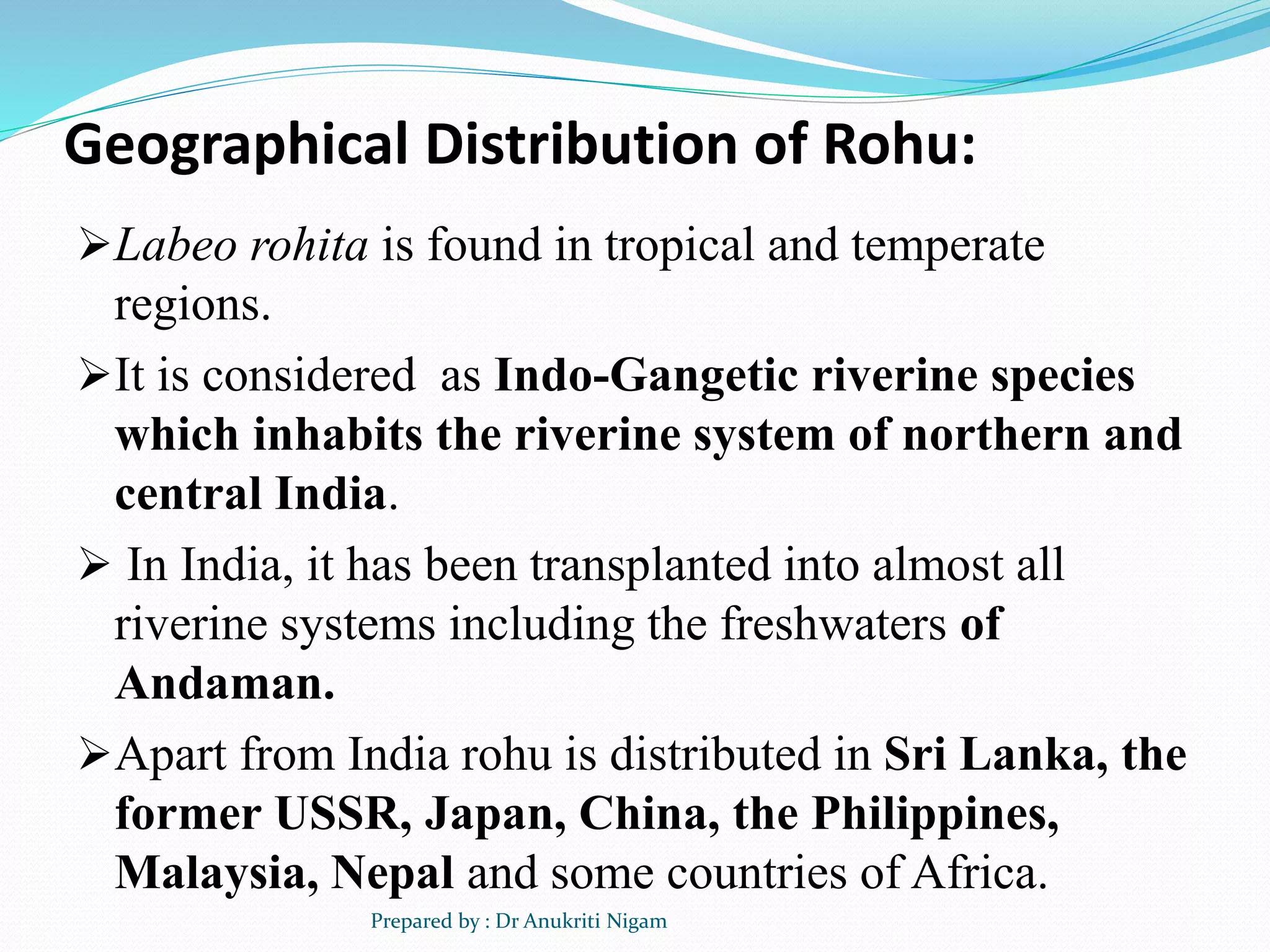 Introduction to Labeo rohita | PPTX