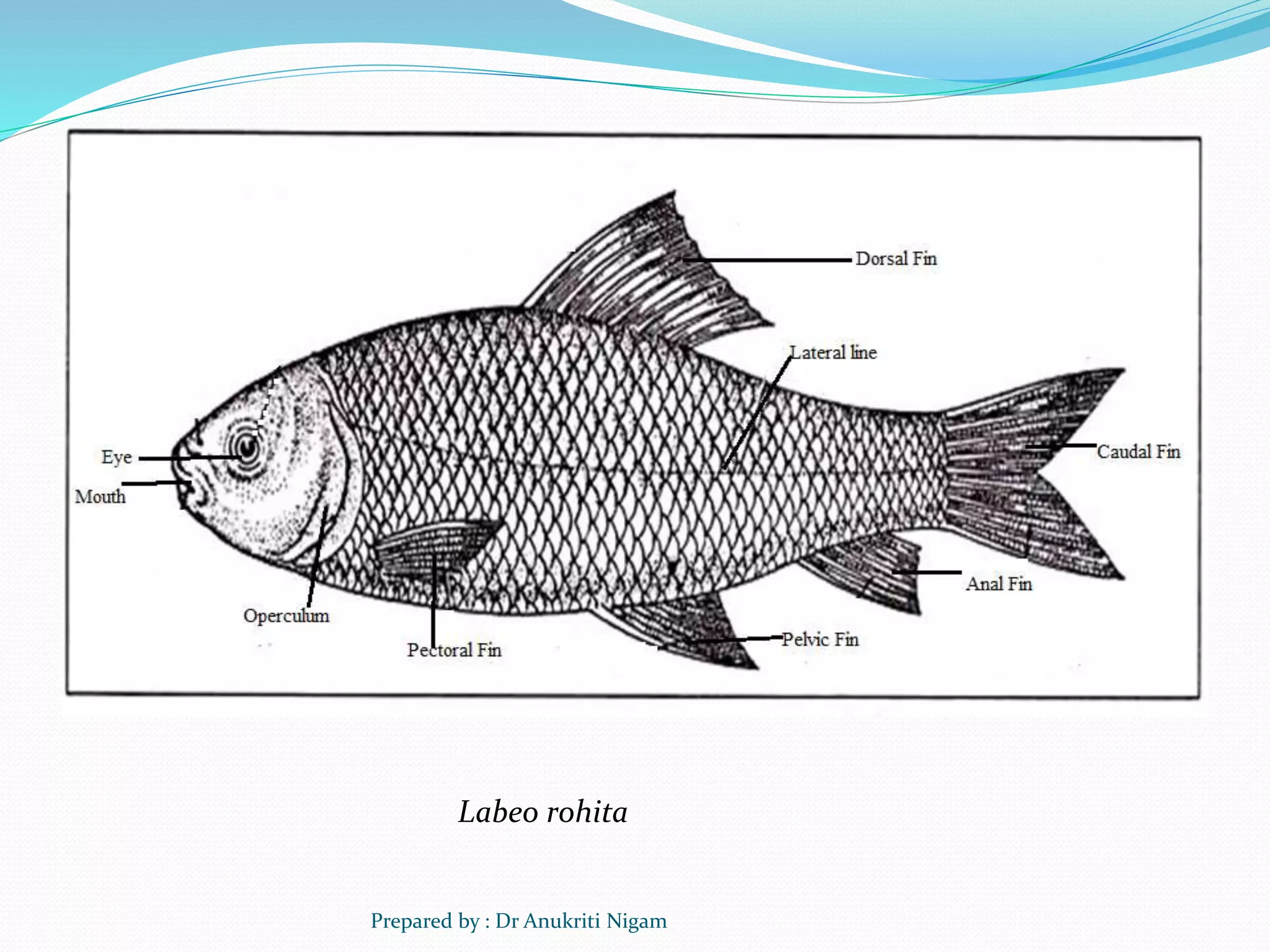 Introduction to Labeo rohita | PPTX