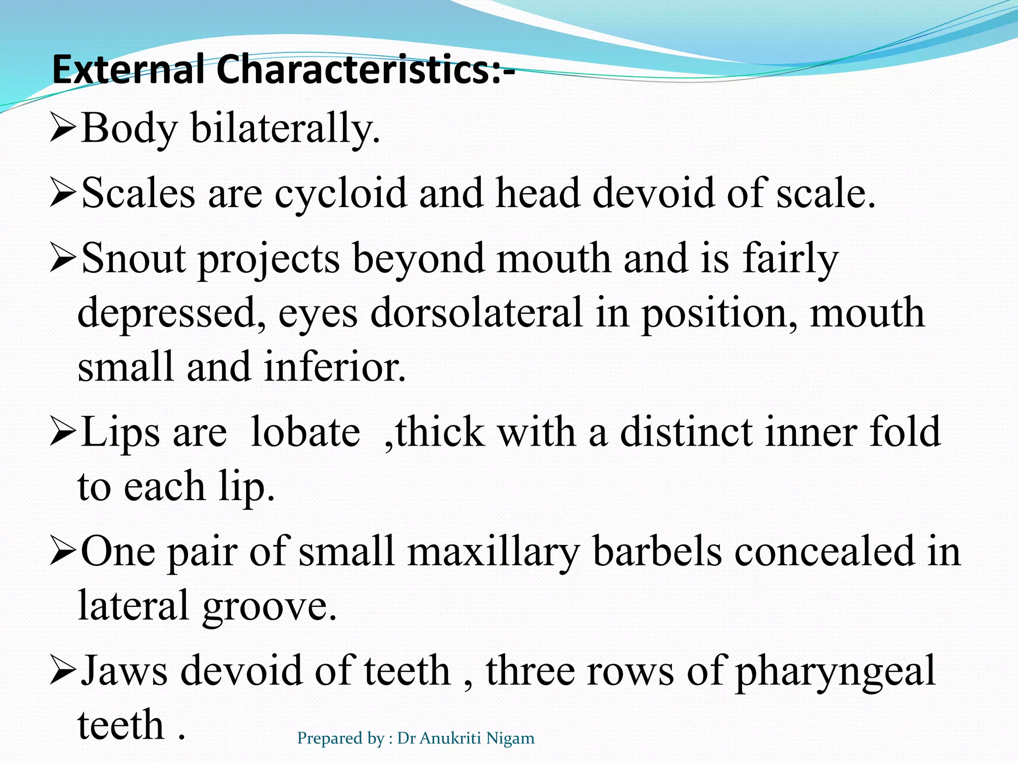 Introduction to Labeo rohita | PPTX