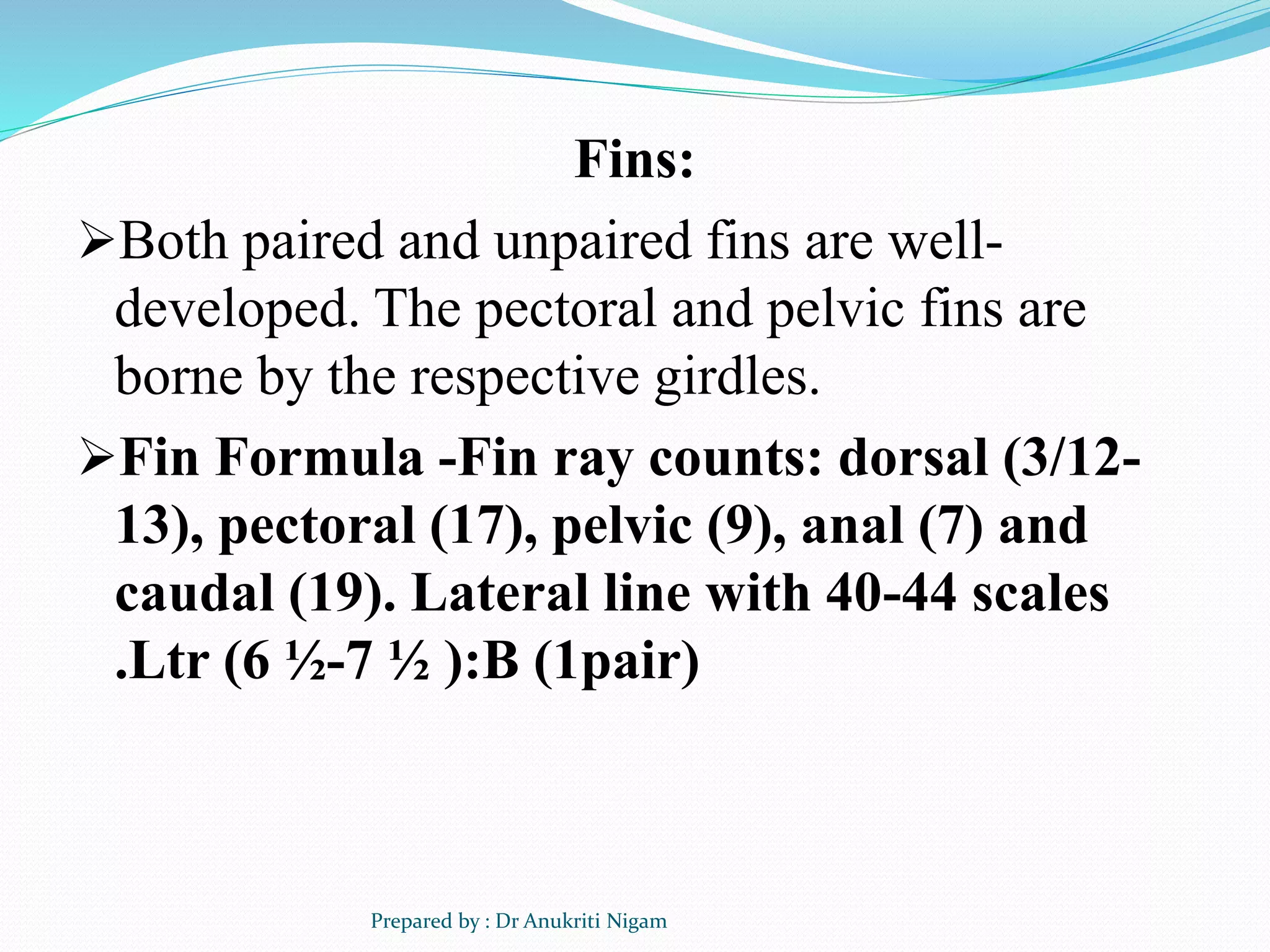 Introduction to Labeo rohita | PPTX