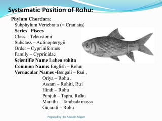Introduction to Labeo rohita | PPTX