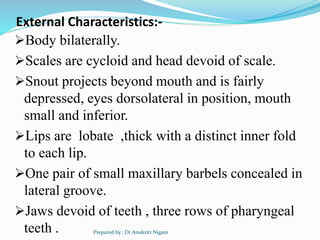 Introduction to Labeo rohita | PPTX