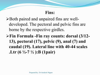 Introduction to Labeo rohita | PPTX