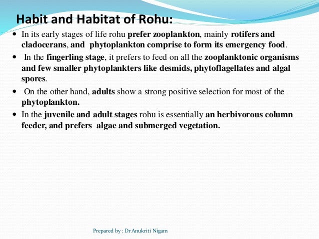 Introduction to Labeo rohita