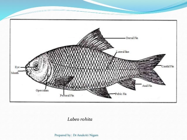 Introduction to Labeo rohita