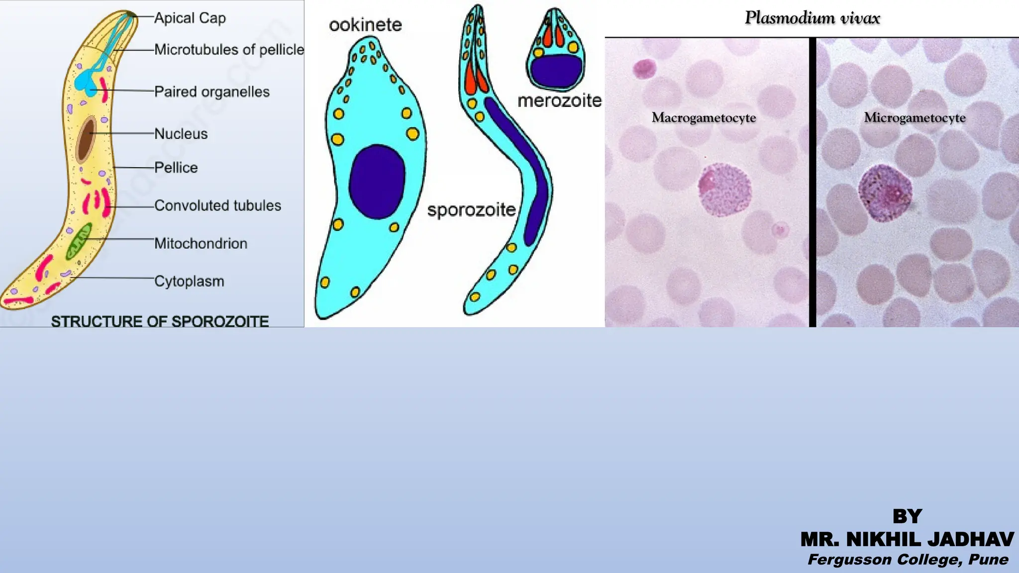 Study of life cycle and pathogenicity of Plasmodium.pptx