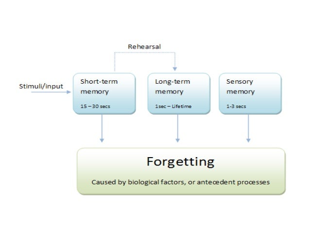 Study of memory in psychology