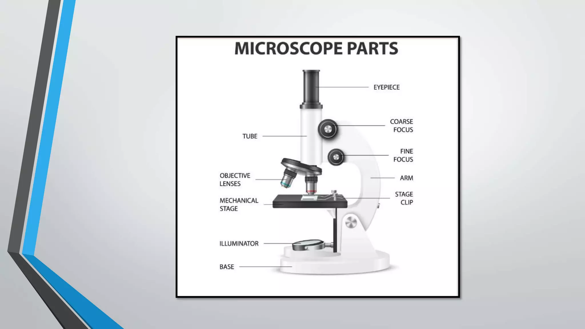 MICROSCOPE-Study of Microscope,types.pptx | Photography | Arts and Crafts