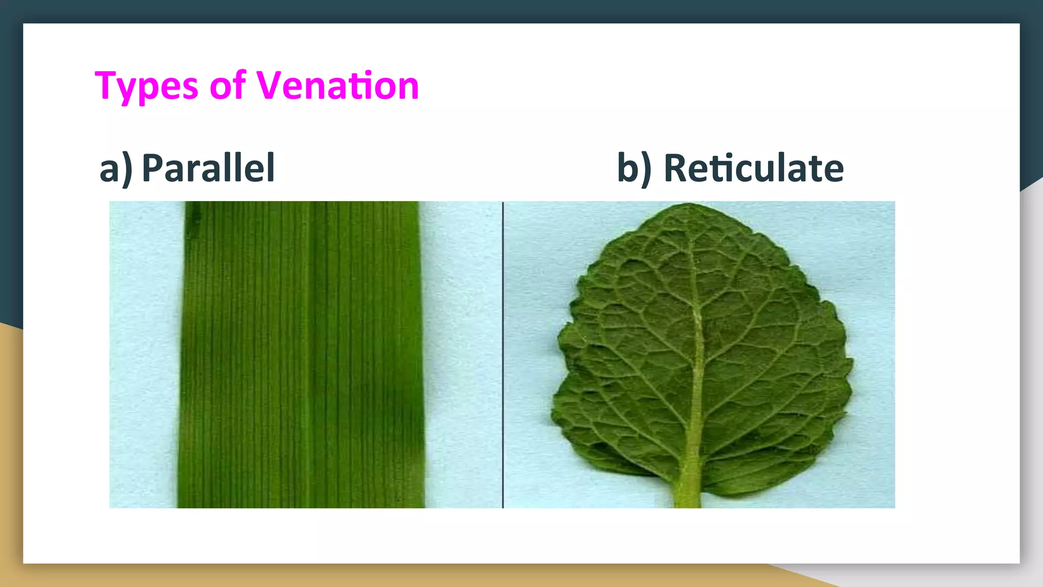 Study of plants | PDF