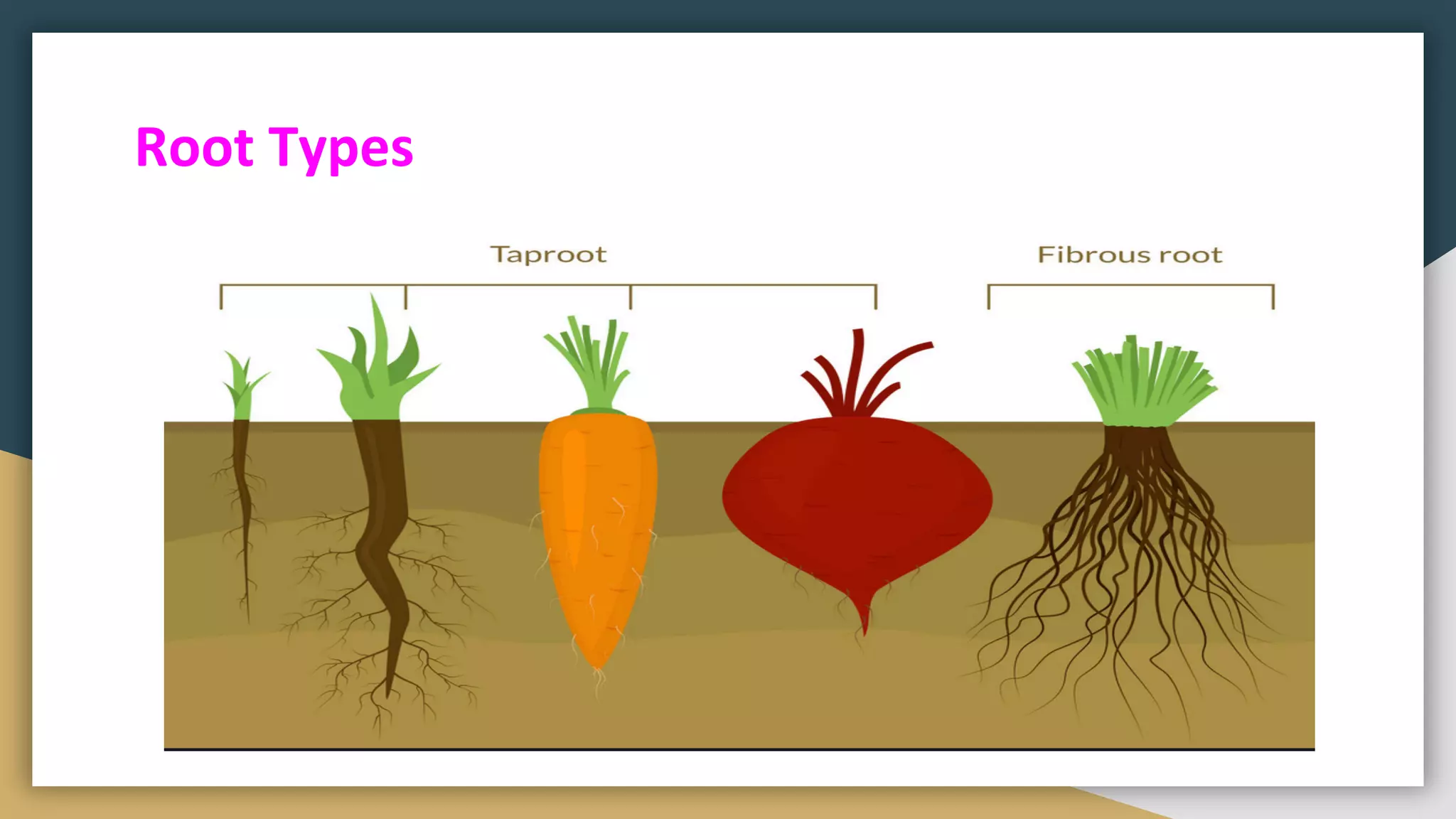 Study of plants | PDF
