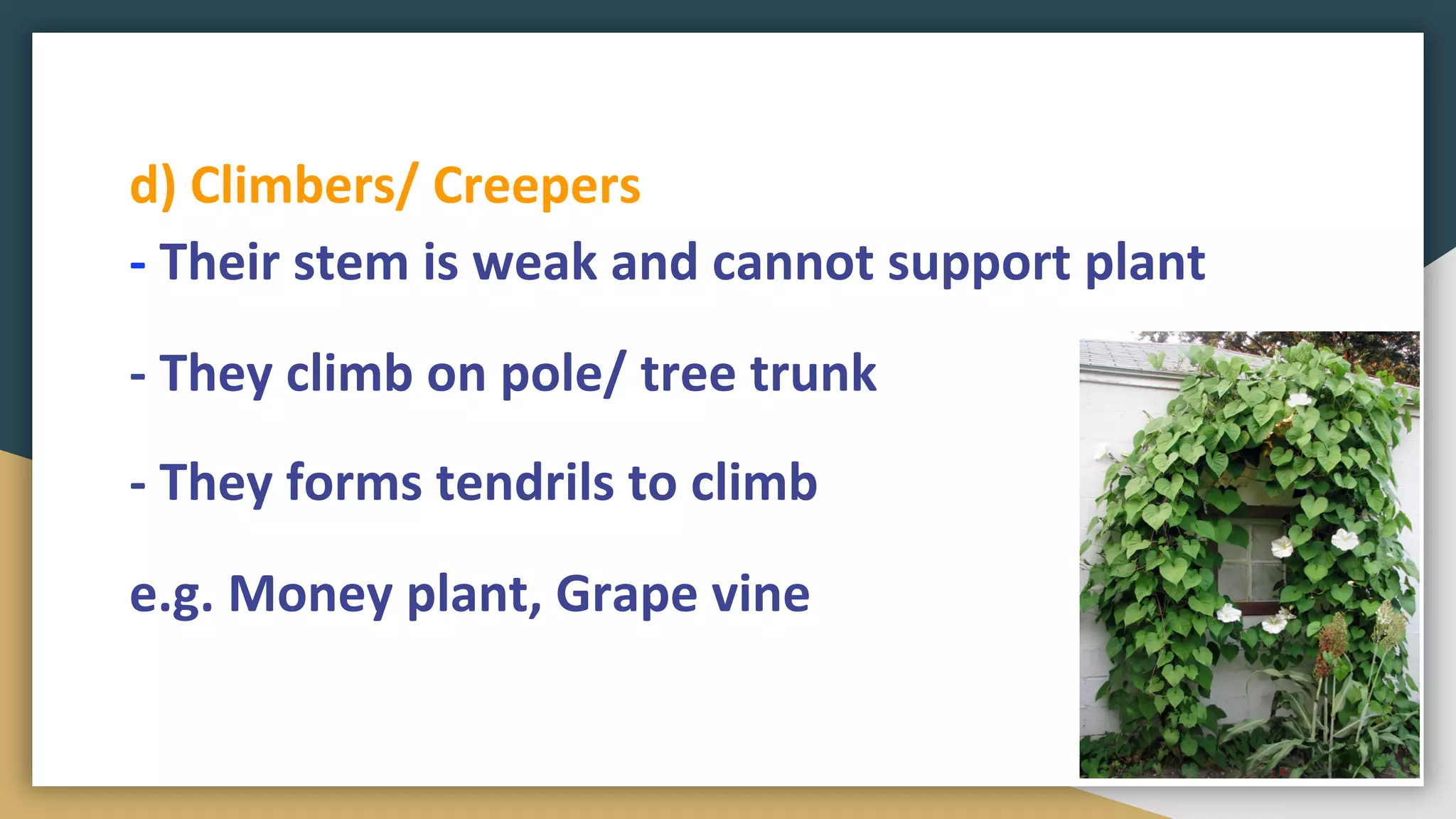 Study of plants | PDF