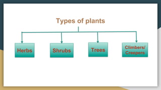 Study of plants | PDF