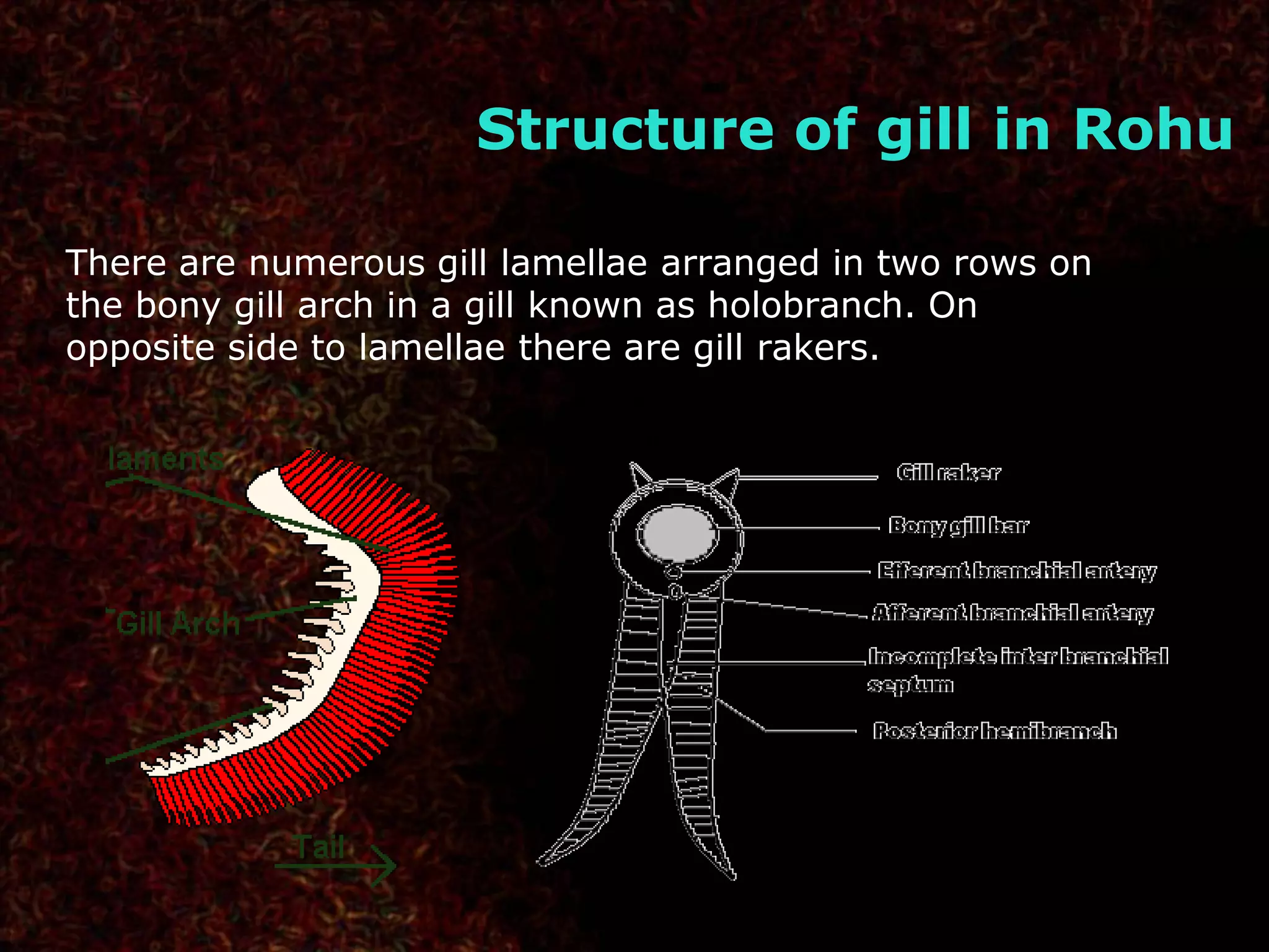 Study of respiration and circulation | PDF