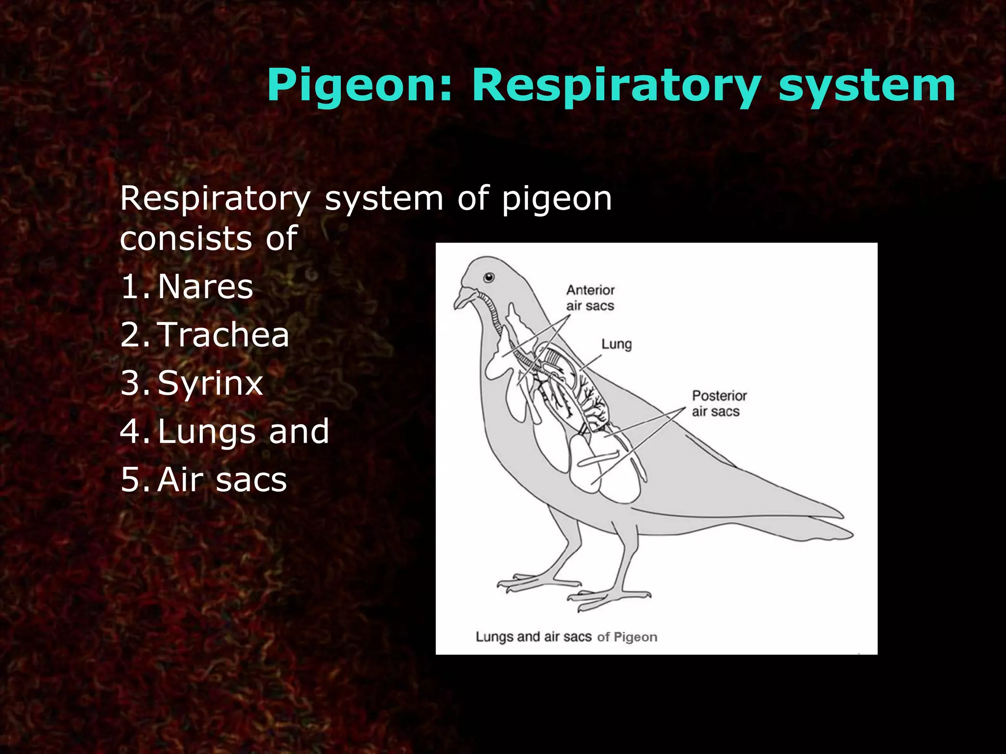 Study of respiration and circulation | PDF