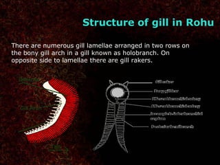 Study of respiration and circulation | PDF