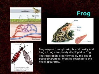 Study of respiration and circulation | PDF