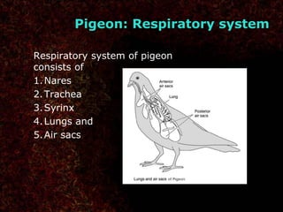 Study of respiration and circulation | PDF
