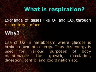 Study of respiration and circulation | PDF
