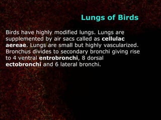 Study of respiration and circulation | PDF